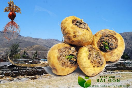 Sâm Maca Peru: Đặc Điểm, Công Dụng, Cách Dùng, Giá Bán TPHCM